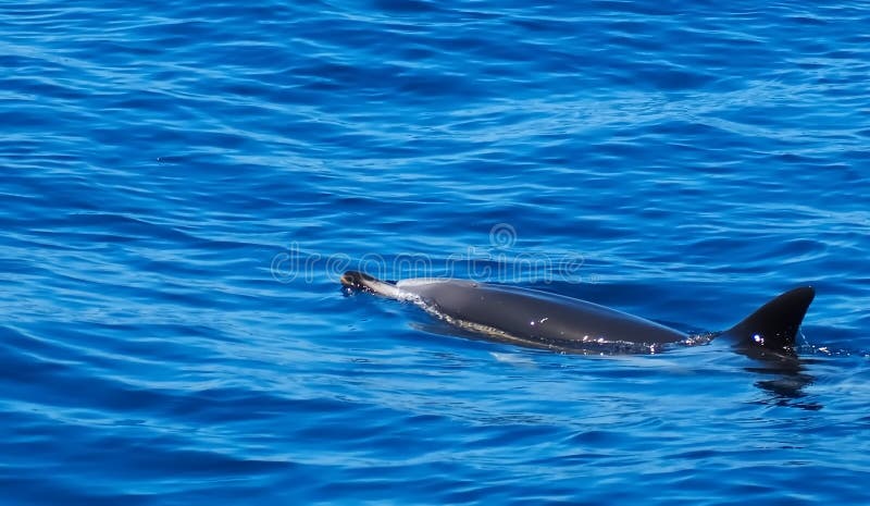 Common Dolphin Delphinus Delphis Swimming in Deep Blue See Stock Image ...