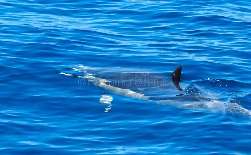 Common Dolphin Delphinus Delphis Swimming in Deep Blue See Stock Image ...