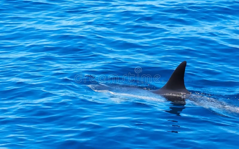 Common Dolphin Delphinus Delphis Swimming in Deep Blue See Stock Image ...