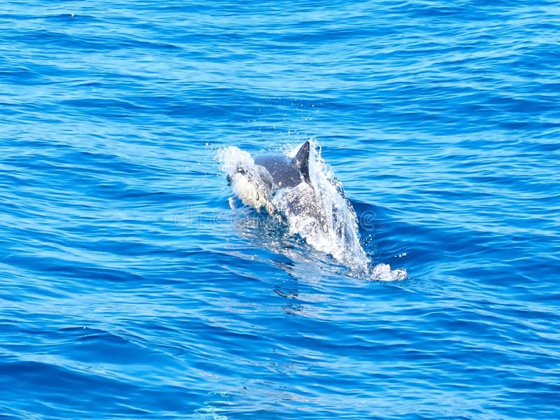 Common Dolphin Delphinus Delphis Swimming in Deep Blue See Stock Image ...