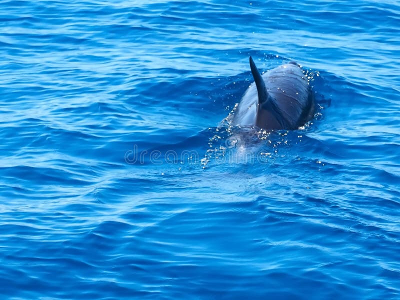 Common Dolphin Delphinus Delphis Swimming in Deep Blue See Stock Photo ...