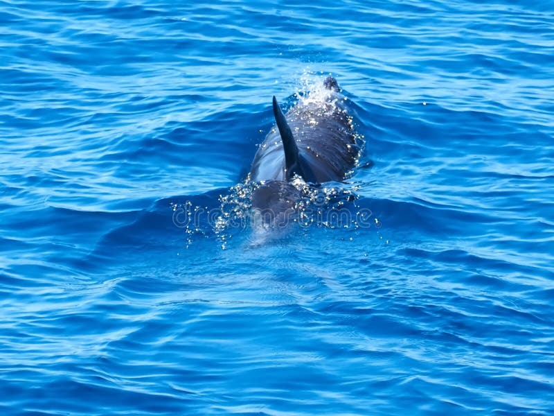 Common Dolphin Delphinus Delphis Swimming in Deep Blue See Stock Image ...
