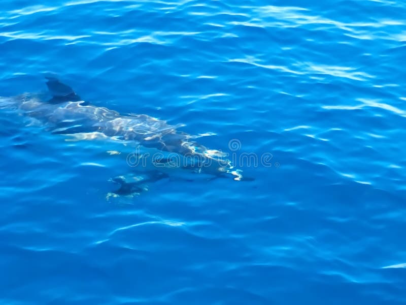 Common Dolphin Delphinus Delphis Swimming in Deep Blue See Stock Photo ...