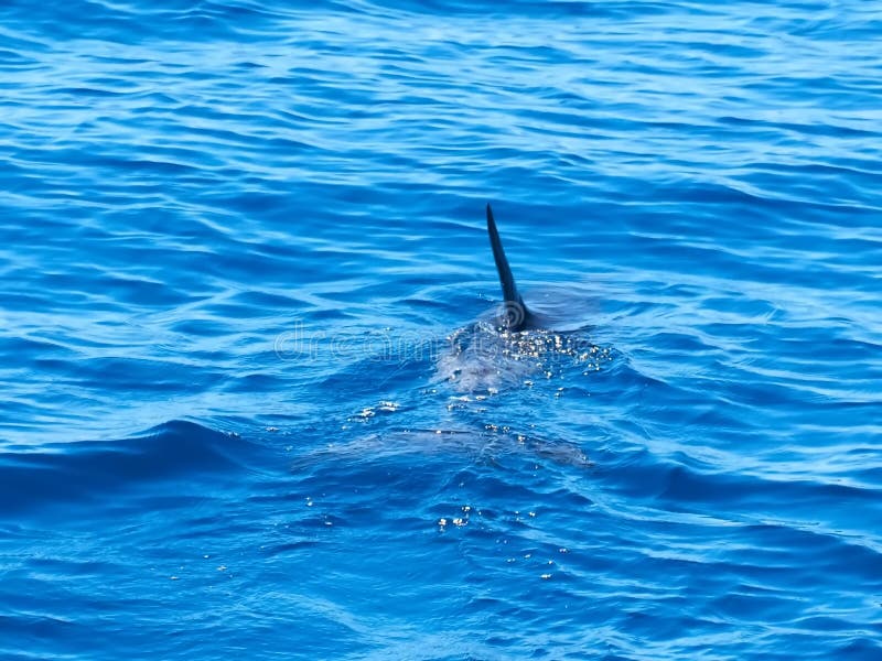 Common Dolphin Delphinus Delphis Swimming in Deep Blue See Stock Image ...