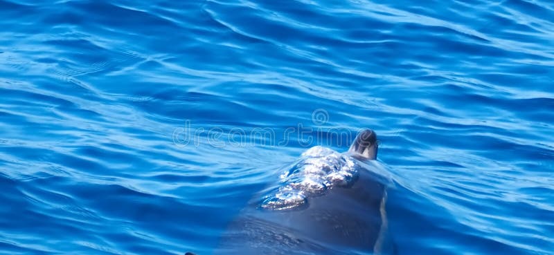Common Dolphin Delphinus Delphis Swimming in Deep Blue See Stock Image ...