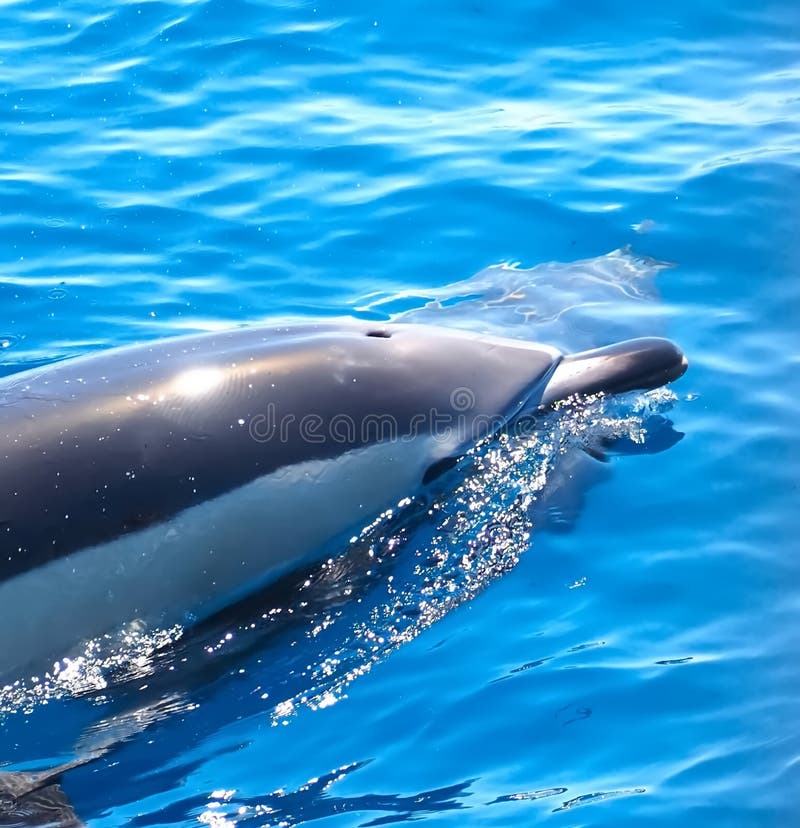 Common Dolphin Delphinus Delphis Swimming in Deep Blue See Stock Photo ...