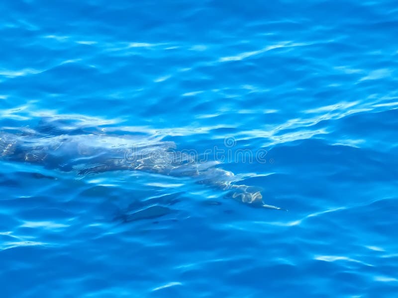 Common Dolphin Delphinus Delphis Swimming in Deep Blue See Stock Image ...