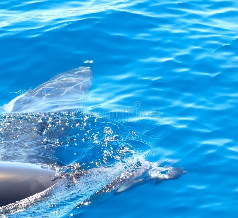 Common Dolphin Delphinus Delphis Swimming in Deep Blue See Stock Image ...