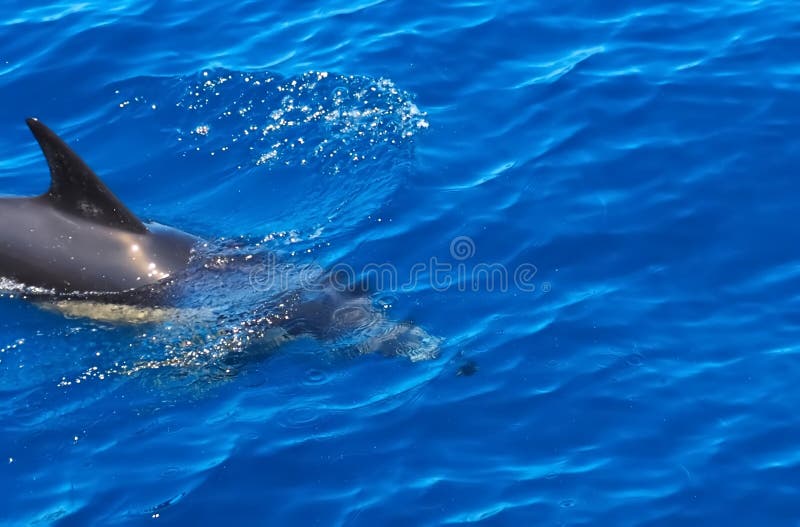 Common Dolphin Delphinus Delphis Swimming in Deep Blue See Stock Image ...
