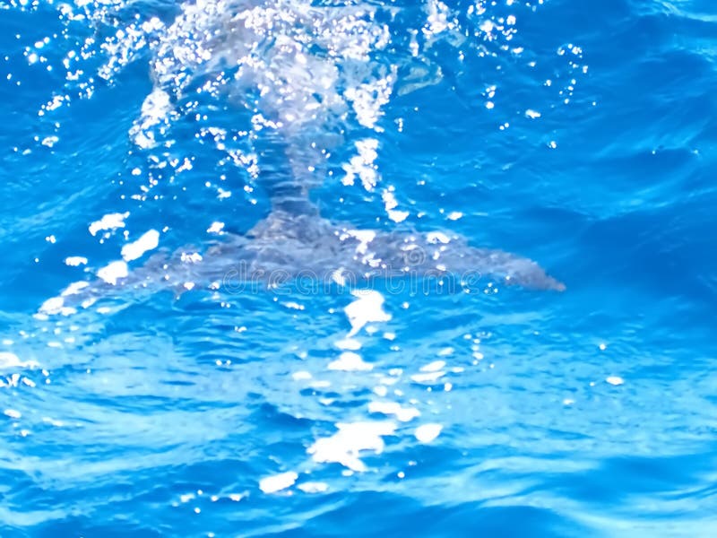Common Dolphin Delphinus Delphis Swimming in Deep Blue See Stock Photo ...