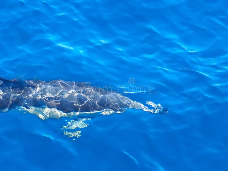 Common Dolphin Delphinus Delphis Swimming in Deep Blue See Stock Image ...