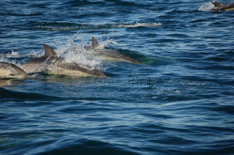 Pod of Common Dolphins stock image. Image of common, blue - 4311021