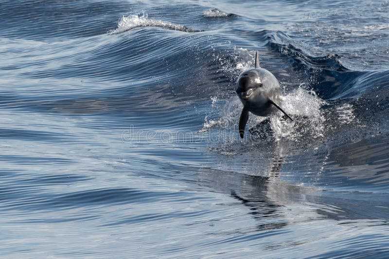 Common Dolphin Jumping Outside the Blue Ocean Stock Photo - Image of ...