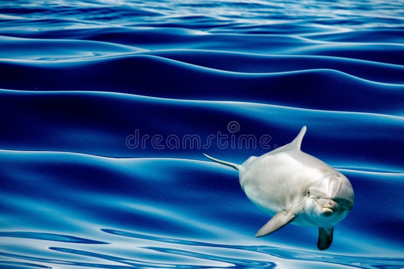 Common Dolphin Jumping Outside the Blue Ocean Stock Photo - Image of ...