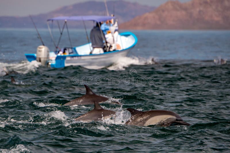 Common Dolphin Jumping Outside the Ocean Stock Image - Image of fast ...