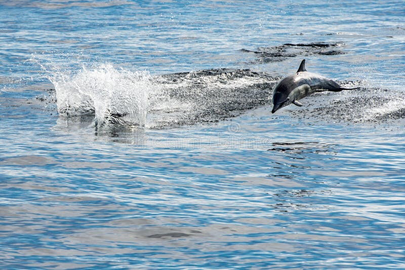 Common Dolphin Jumping Outside the Ocean Stock Photo - Image of dolphin ...