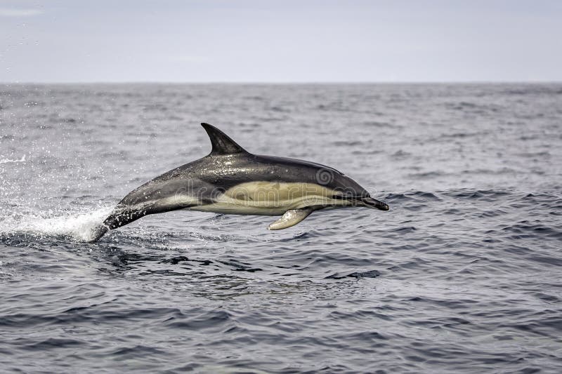 Common Dolphin, Kerry, Wild Atlantic Way, Ireland Stock Image - Image ...