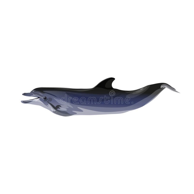 Common Dolphin Stock Illustrations – 361 Common Dolphin Stock ...