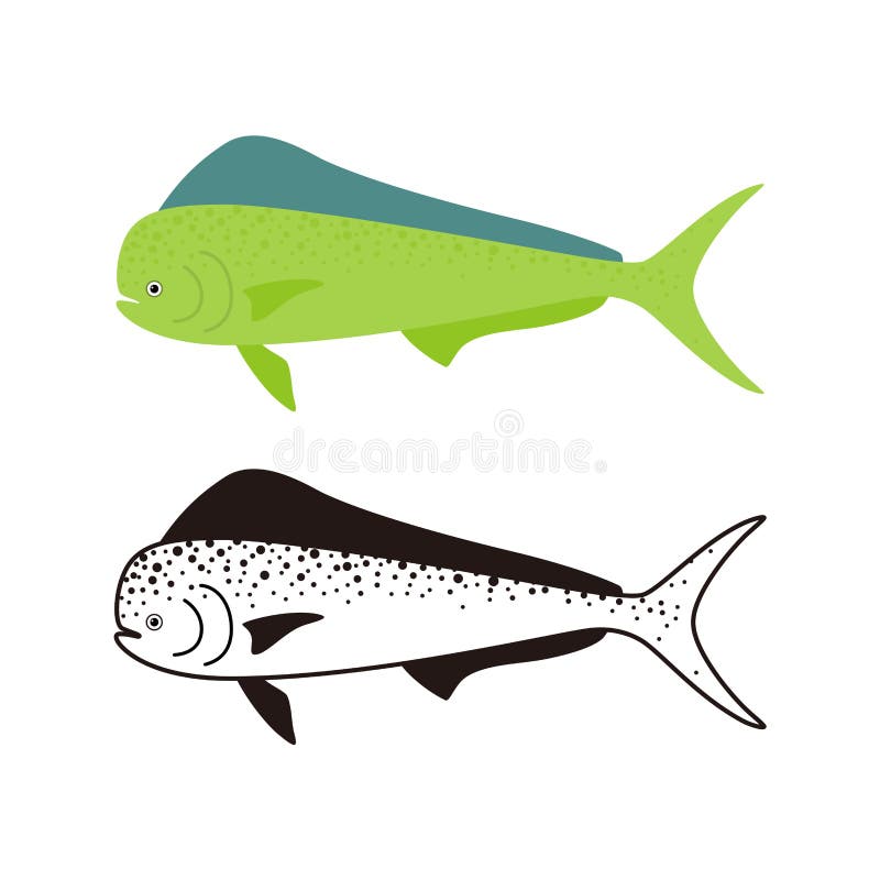 Common Dolphinfish, Dorado Fish, Vector Illustration Stock Vector ...