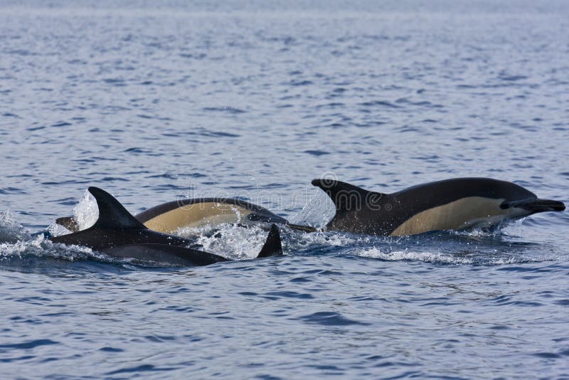 Common Dolphins (Delphinus Delphis) Stock Image - Image of blue ...