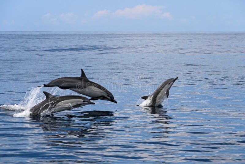 Common Dolphins Jumping, Costa Rica Stock Photo - Image of cute, animal ...