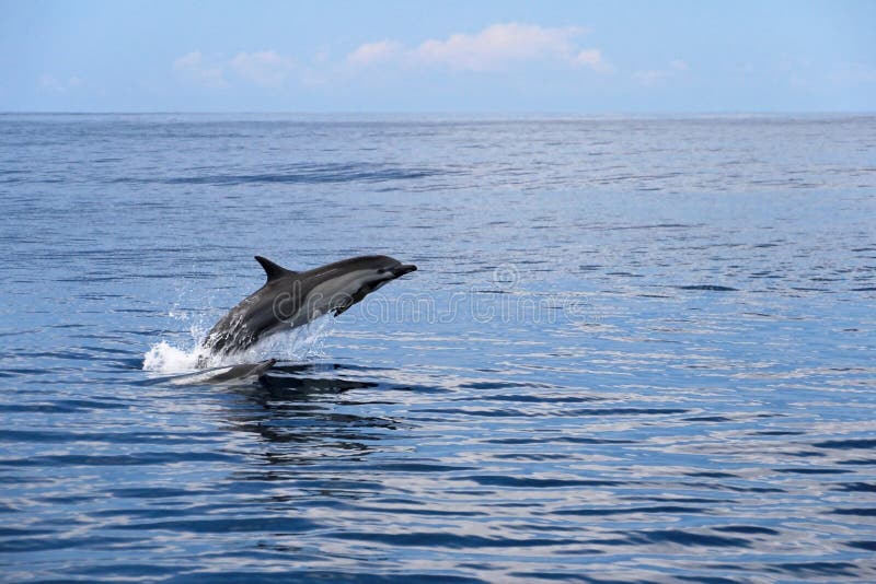 Common Dolphins Jumping, Costa Rica Stock Image - Image of costa, long ...