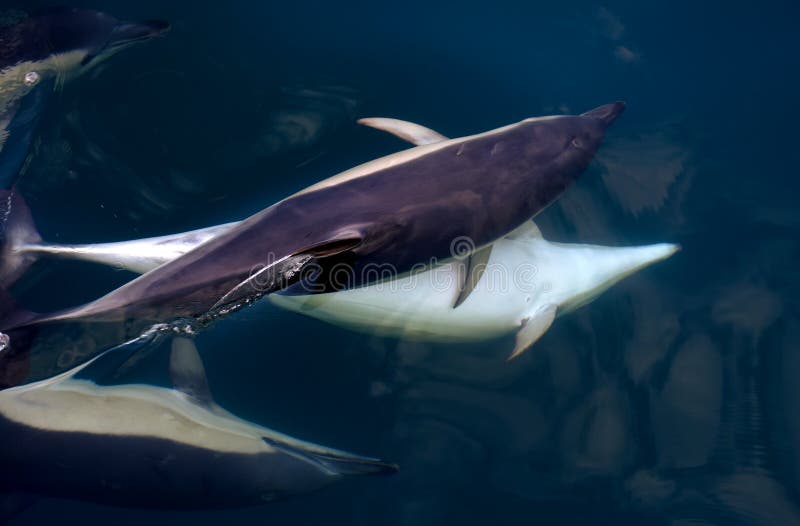 Common dolphins mating. stock image. Image of summer - 191339103
