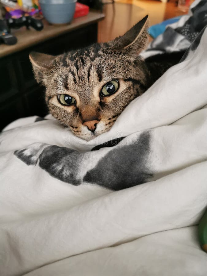 Common domestic house Cat stock photo. Image of whiskers - 187469100