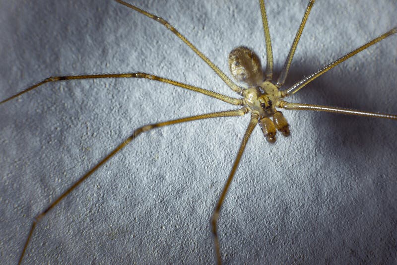 Common Domestic Spider Closeup on Thin Legs. Selective Focus Stock ...