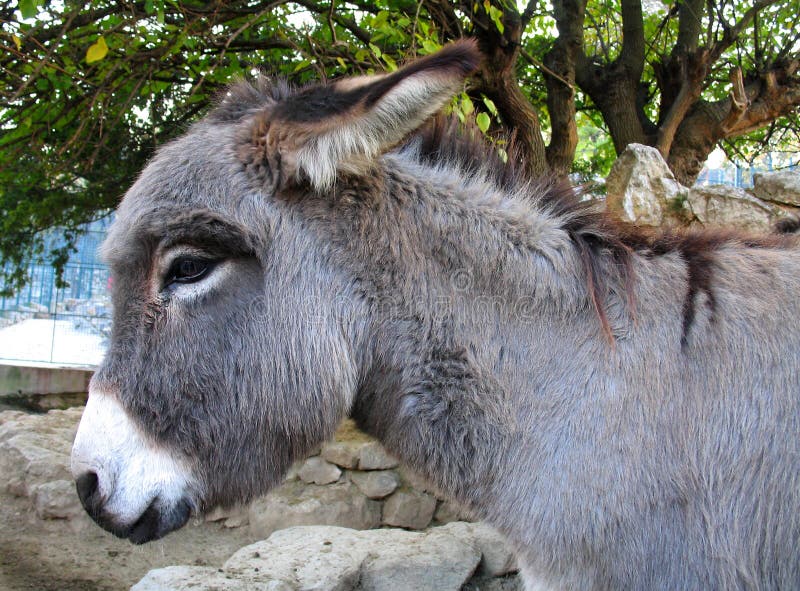 Common Donkey (Equus Asinus) Stock Image - Image of toed, wild: 268871733
