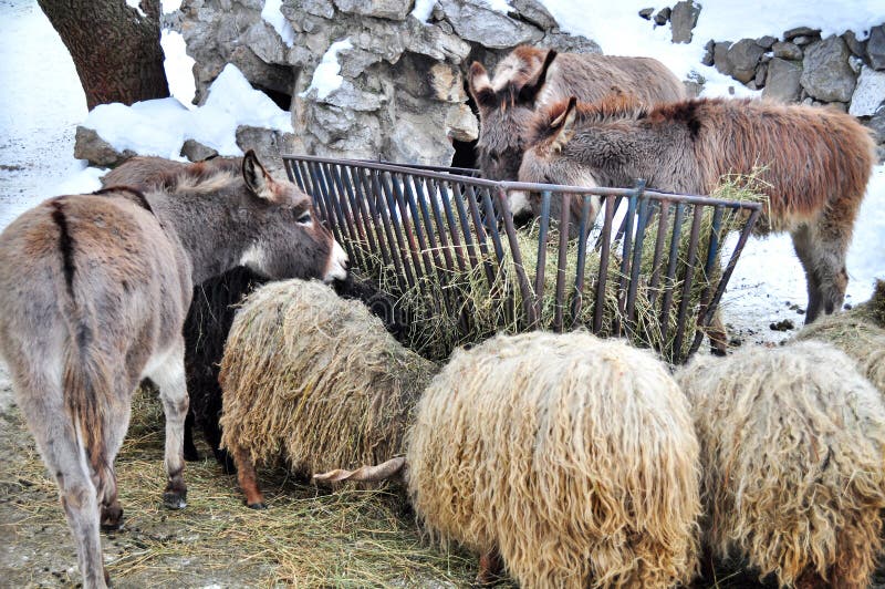 Common Donkey (Equus Asinus) Stock Image - Image of neddy, asinus ...