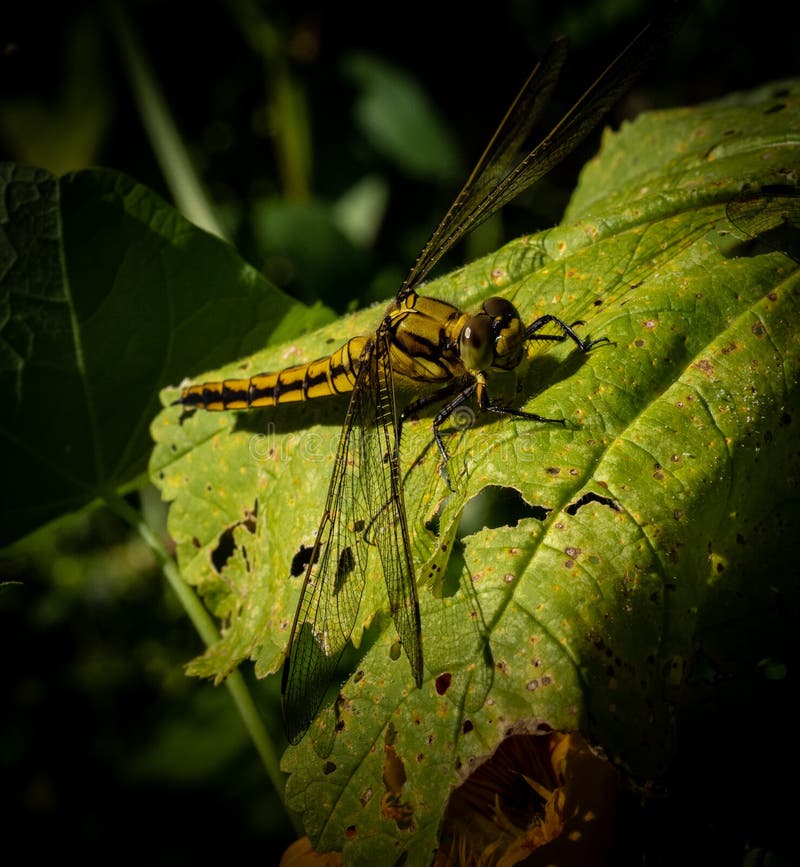 Common Dragonfly Close-up in the Garden in the Netherlands Stock Image ...