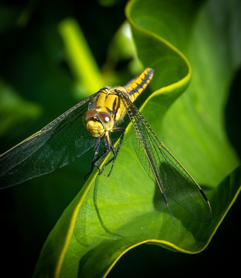 Common Dragonfly Close-up in the Garden in the Netherlands Stock Photo ...