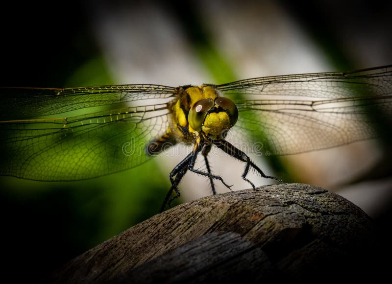 Common Dragonfly Close-up in the Garden in the Netherlands Stock Image ...
