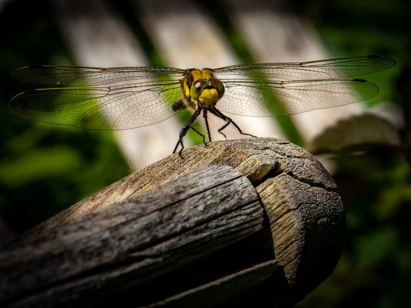 Common Dragonfly Close-up in the Garden in the Netherlands Stock Image ...