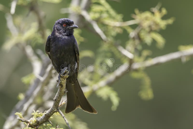 Common Drongo stock image. Image of fowl, environment - 76067651