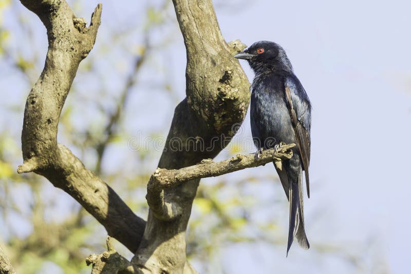 Common Drongo, Forked Tail stock image. Image of feathers - 76067623