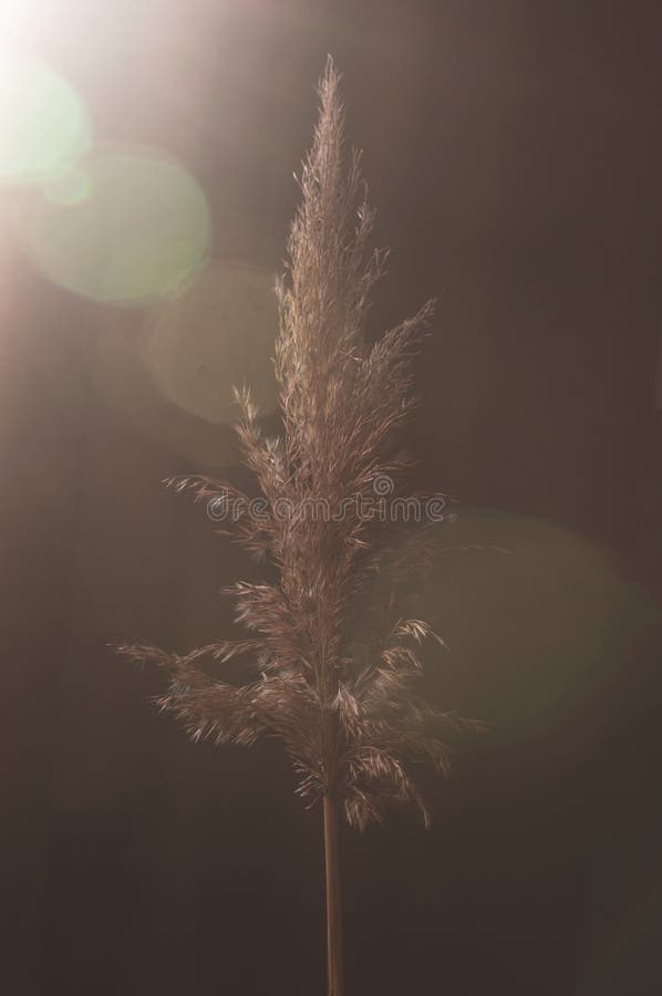 Dry Common Reed, on a Black Background Stock Photo - Image of flower ...
