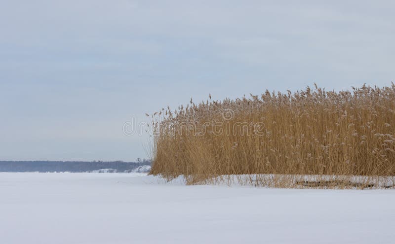 Common, dry reed in winter stock photo. Image of texture - 232453216