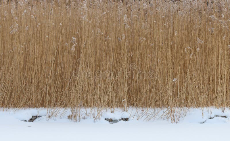 Reed during the winter stock image. Image of flora, farmland - 29550019