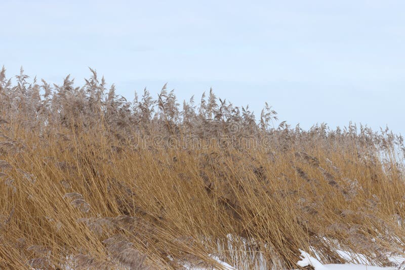 Common, dry reed in winter stock photo. Image of europe - 220312106