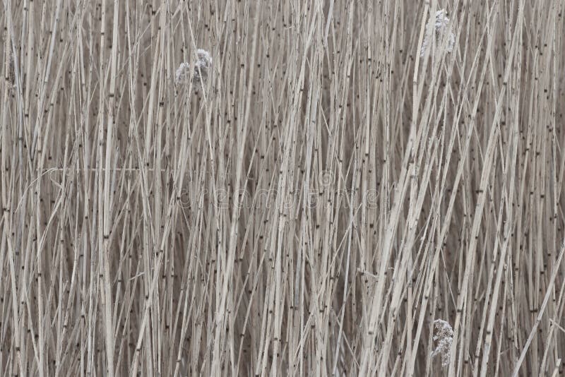 Reed during the winter stock image. Image of flora, farmland - 29550019