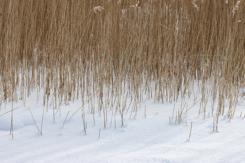 Common, dry reed in winter stock image. Image of lake - 229259197