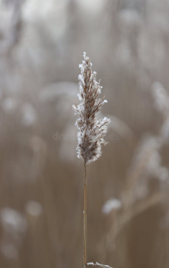Common, dry reed in winter stock image. Image of february - 234759051