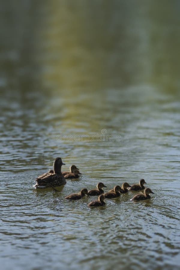 Common Duck with Ducklings Swimming in a Pond in Late Spring Stock ...