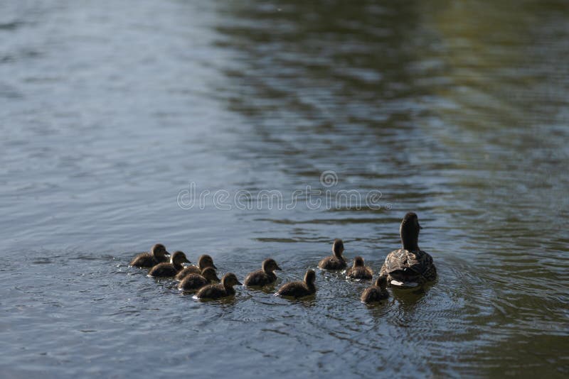 Common Duck with Ducklings Swimming in a Pond in Late Spring Stock ...