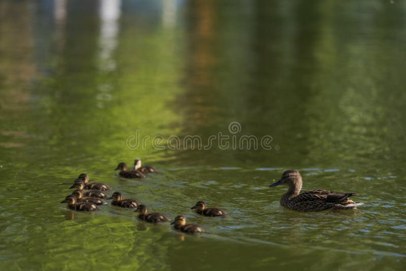 Common Duck with Ducklings Swimming in a Pond in Late Spring Stock ...