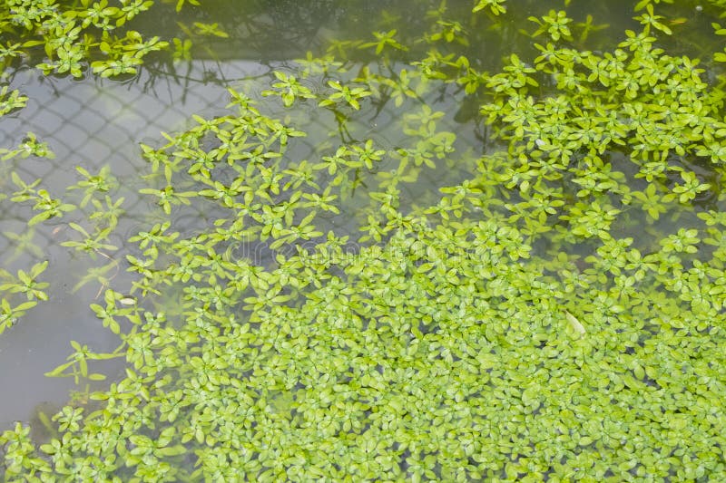 Common Duckweed, Lemna Minor Stock Photo - Image of surface, nature ...