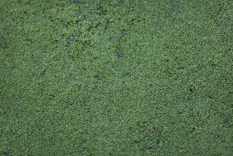 Lemna Minor, the Common Duckweed or Lesser Duckweed, is a Species of ...