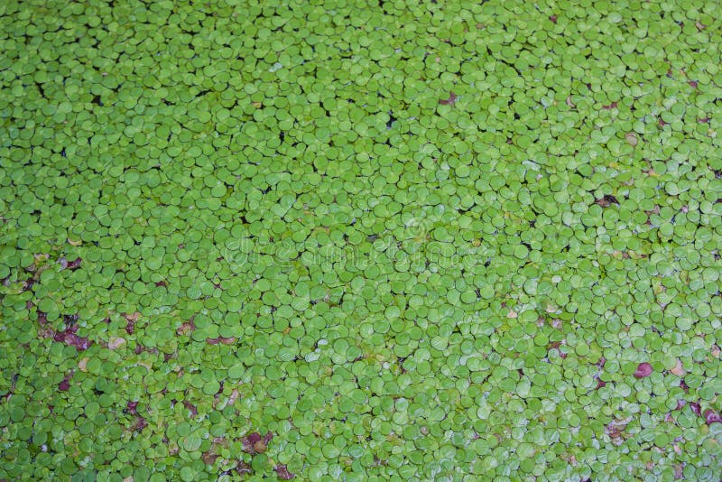 Common duckweed. stock image. Image of abstract, overgrown - 55754235